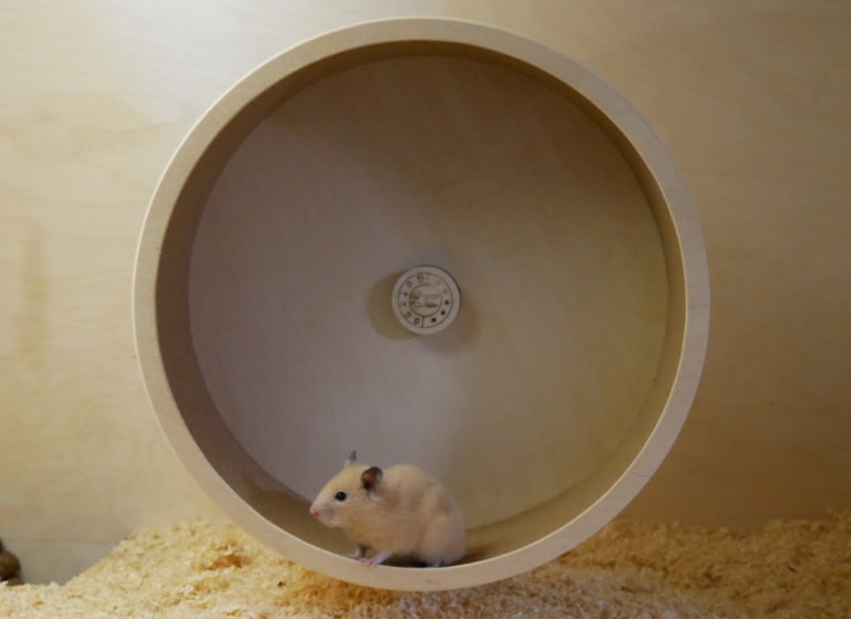 Hamsterrad ⇒ So sollte das Laufrad des Goldhamsters aussehen