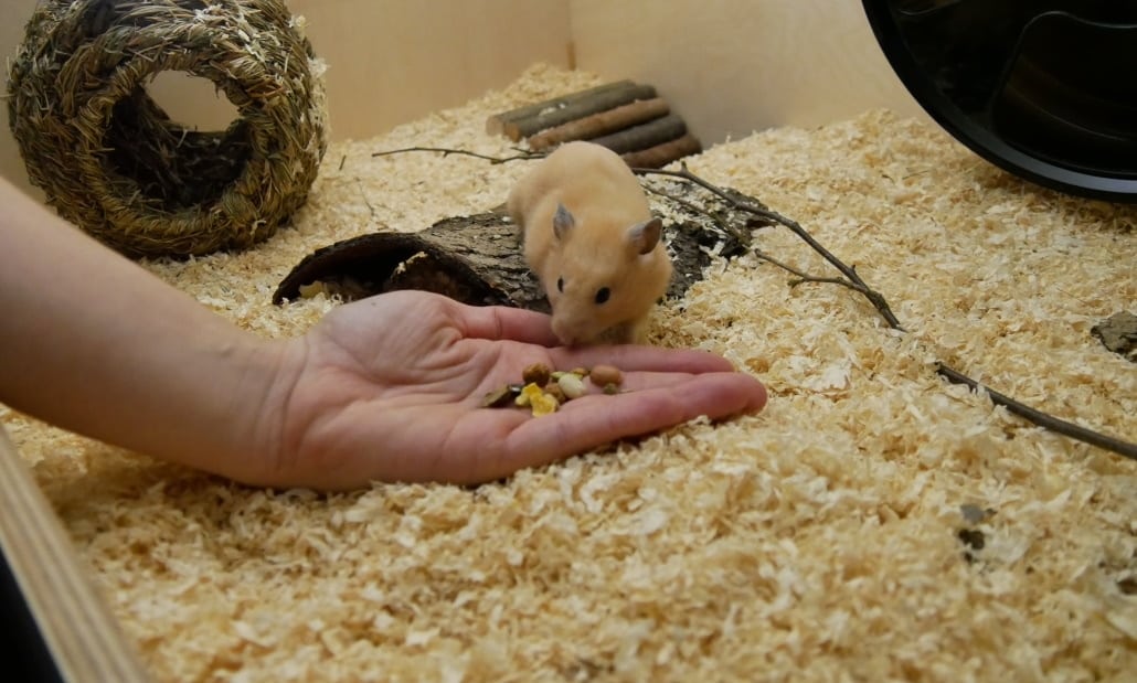 Goldhamster zähmen mit Erfolg ⇒ so wird dein Goldhamster handzahm