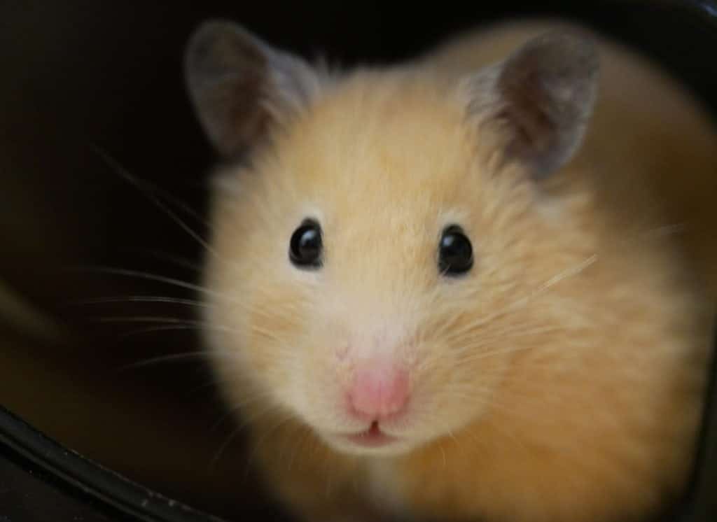 Abschied vom Goldhamster - Alter Goldhamster, Umgang mit Abschied
