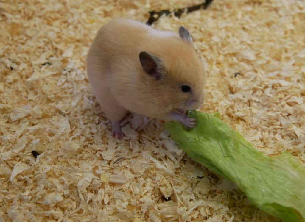 Der Goldhamster ⇒ Alles Wissenswerte rund um den Goldhamster