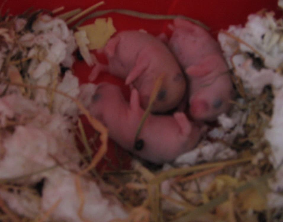 Goldhamsterbabys - Entwicklung und Aufzucht, Trennung vom Muttertier