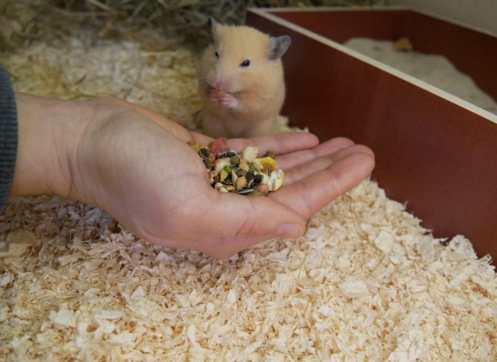 Der Goldhamster ⇒ Alles Wissenswerte rund um den Goldhamster