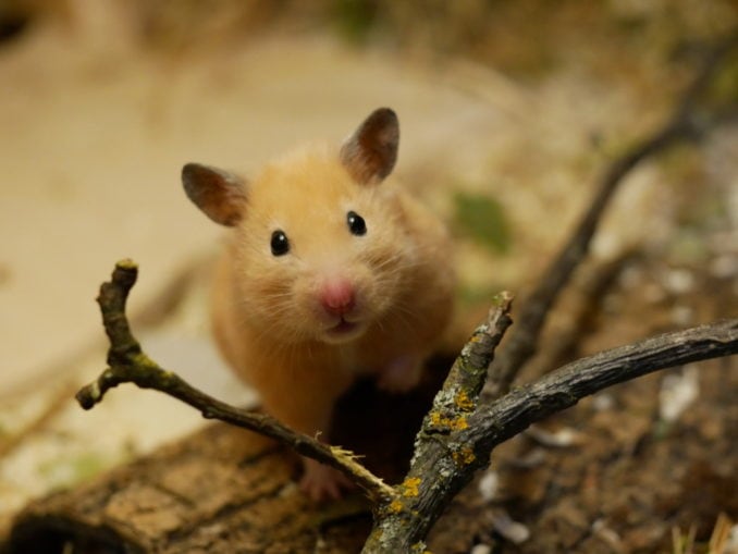 Goldhamsterbabys - Entwicklung und Aufzucht, Trennung vom Muttertier