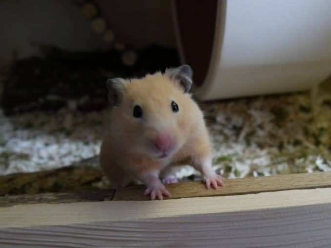 Der Goldhamster ⇒ Alles Wissenswerte rund um den Goldhamster